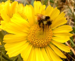 Study: Global Warming Shrinking Tongues of Alpine Bumblebees | Sci.News