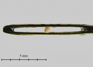 Scientists Discover Seven New Species of Microsnails in China | Sci.News