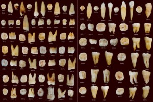 Anatomically Modern Homo sapiens Arrived in Southern Asia at least ...