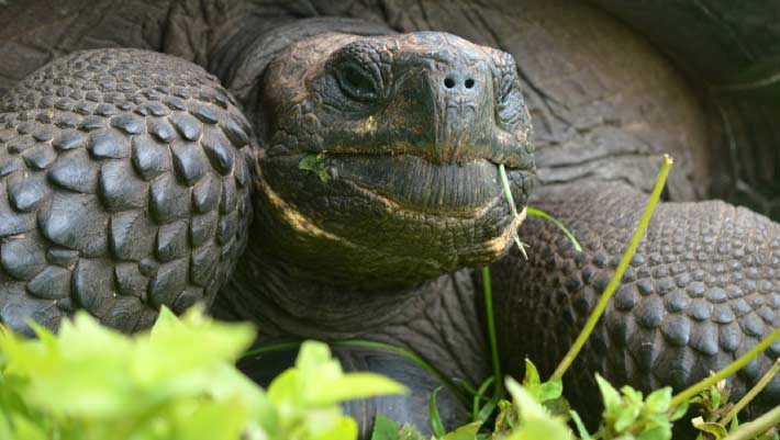 Eastern Santa Cruz Tortoise: New Subspecies of Galapagos Giant Tortoise ...