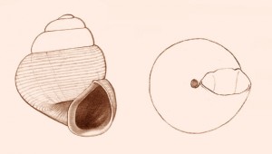 World’s Smallest Snail Found: Acmella nana | Biology | Sci-News.com