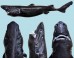 Ninja Lanternshark: New Species of Bioluminescent Shark Discovered ...