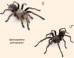 Aphonopelma johnnycashi: Newfound Tarantula Species Named after Johnny ...
