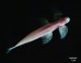 Cryptotora thamicola: Cavefish Walks Like Four-Legged Creature ...