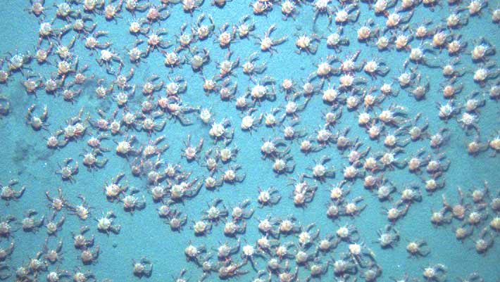 Marine Scientists Capture Rare Video of Swarming Red Crabs | Biology ...