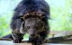 Researchers Explain Why Binturongs Smell Like Popcorn | Sci.News