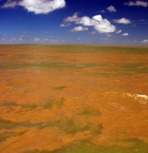 Massive New Reef System Found at Amazon River Mouth | Sci.News