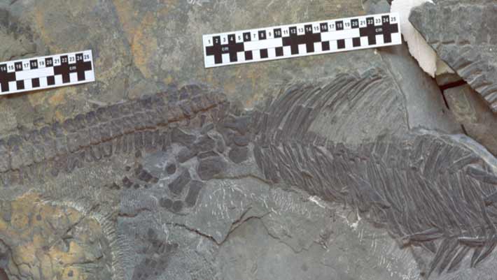 Sclerocormus parviceps: Ancient Ichthyosaur-Like Reptile Discovered ...