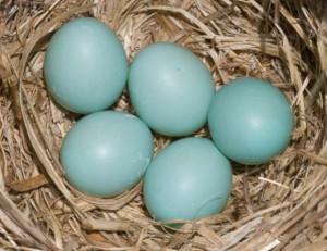 Biologists Solve Mystery of Blue-Green Bird Eggs | Sci.News