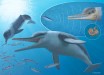Echovenator sandersi: Oligocene Whale Had Ultrasonic Hearing ...