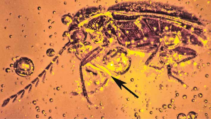 Ancient Beetles Pollinated Orchids 20 Million Years Ago | Paleontology ...