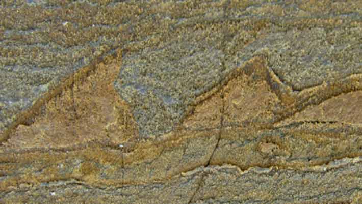 Paleontologists Find 3.7-Billion-Year-Old Microbial Fossils in ...