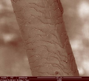 Scientists Develop Forensic Method to Identify Humans Using Hair ...