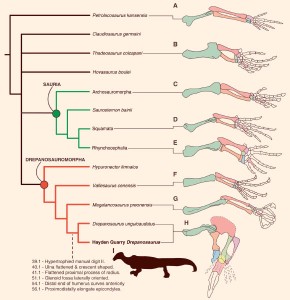 Drepanosaurus: Triassic Reptile Had Huge Claw | Sci.News