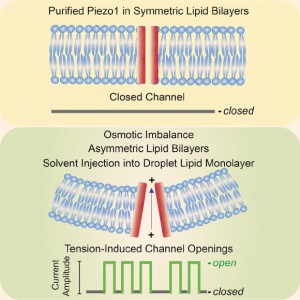 Researchers Discover How Piezo Protein Senses Touch | Sci.News