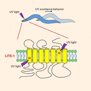 LITE-1: Researchers Discover New Type of Photoreceptor | Biology | Sci ...