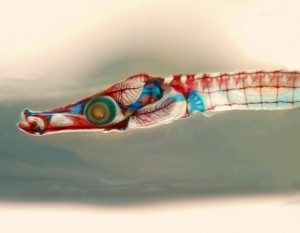 Gulf Pipefish Genome Sequenced | Genetics | Sci-News.com