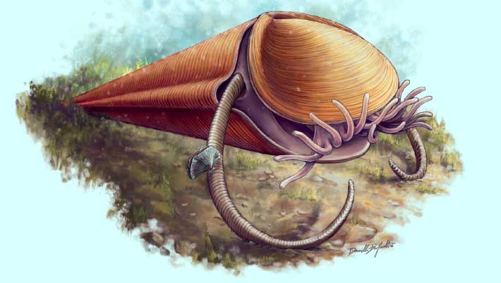 Hyoliths: Mysterious Cambrian Animals Classified as Lophophorates ...