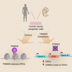 Study: Endogenous Retroviruses in Genome Important for Human Brain ...