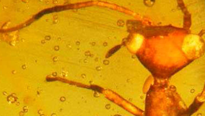 Mid-Cretaceous Burmese Amber Preserves Alien-Looking Insect ...