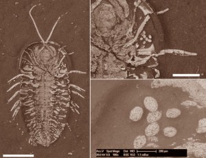 Paleontologists Find 450-Million-Year-Old Fossilized Trilobite Eggs ...