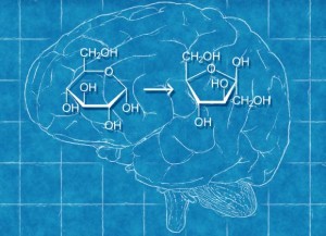 Study: Brain Produces Fructose from Glucose | Biology, Medicine | Sci ...