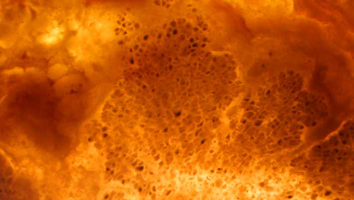 World’s Oldest Red Algae Fossils Found | Paleontology | Sci-News.com