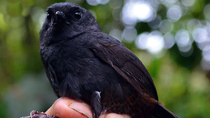 Tatama Tapaculo: New Bird Species Discovered in Colombia | Biology ...