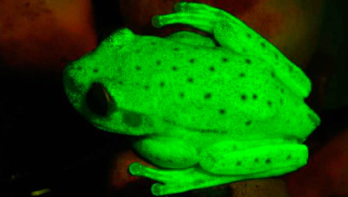 World’s First Glow-In-The-Dark Frog Found in Argentina | Biology | Sci ...