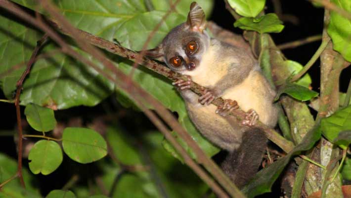 Galagoides kumbirensis: New Species of Dwarf Galago Discovered in ...