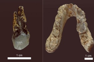 Graecopithecus freybergi: Oldest Hominin Lived in Europe, not Africa ...
