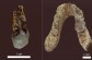 Graecopithecus freybergi: Oldest Hominin Lived in Europe, not Africa ...