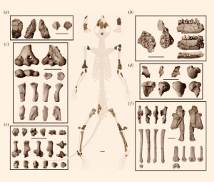 Earth’s Earliest Primates Lived in Treetops, Paleontologists Say | Sci.News