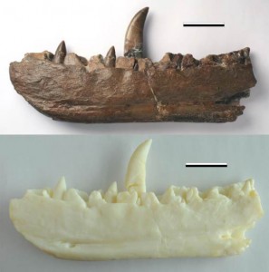 Pioneering Technology Sheds New Light on Megalosaurus, World’s First ...