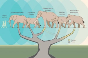 Elephant Family Tree Needs a Rewrite | Sci.News