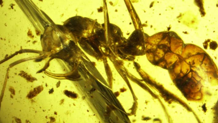 98-Million-Year-Old Burmese Amber Preserves Hell Ants | Paleontology ...