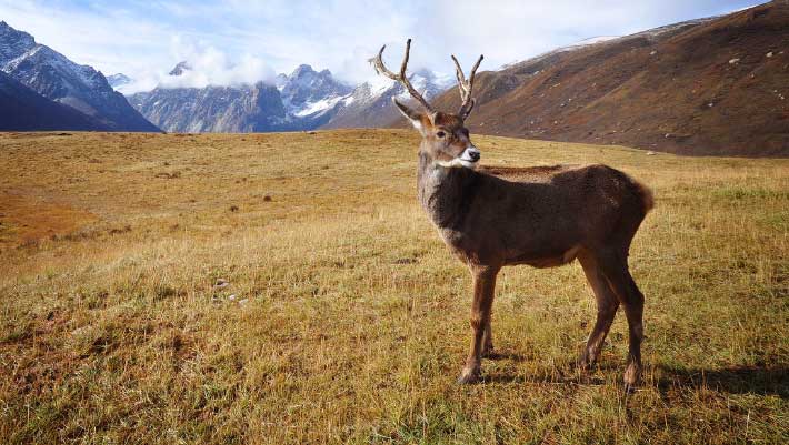 Researchers Sequence Reindeer Genome | Genetics | Sci-News.com