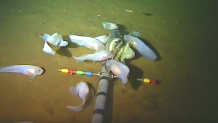 Meet Mariana Snailfish, World’s Deepest-Dwelling Fish | Biology | Sci ...