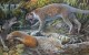 Dog-Sized Marsupial Lion Once Lived in Australia: Wakaleo schouteni ...