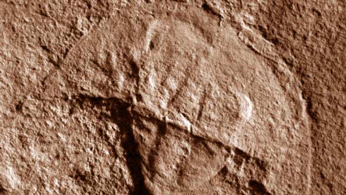 First Triassic Horseshoe Crab Fossil Found in North America ...