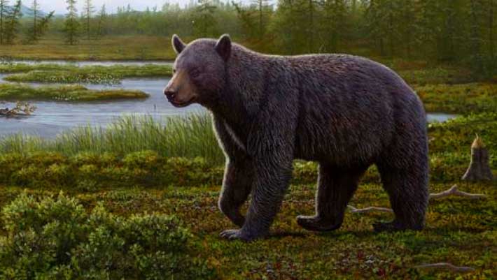 Protarctos abstrusus: Ancient Primitive Bear Had a Sweet Tooth ...