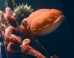 Marine Biologists Discover New Species: Frilled Giant Pacific Octopus ...