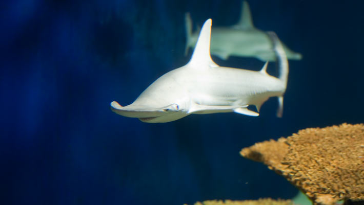 Bonnethead Sharks Consume and Digest Seagrass | Biology | Sci-News.com