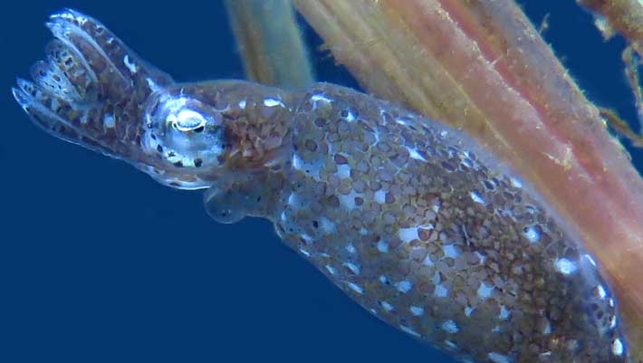 New Species of Pygmy Squid Discovered | Biology | Sci-News.com