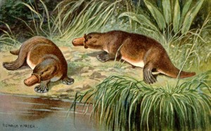 New Research Provides Insights into Platypus Population Structure and ...