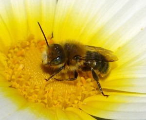 Symbiotic Lactobacillus Bacteria May Help Wild Bees Nourish Their ...