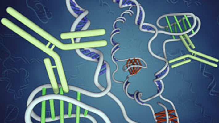 Researchers Find New DNA Structure in Living Human Cells | Biology ...