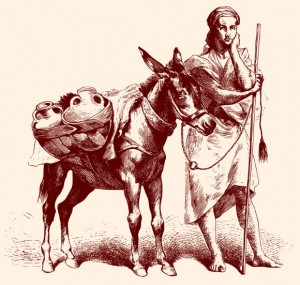 Domestic Donkeys May Have Worn Bits As Early As 5,000 Years Ago | Sci.News