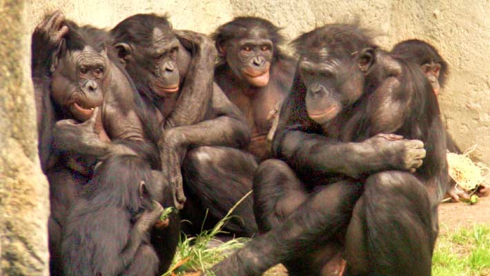 First Detailed Anatomical Study of Bonobos Contradicts Key Dogmas about ...