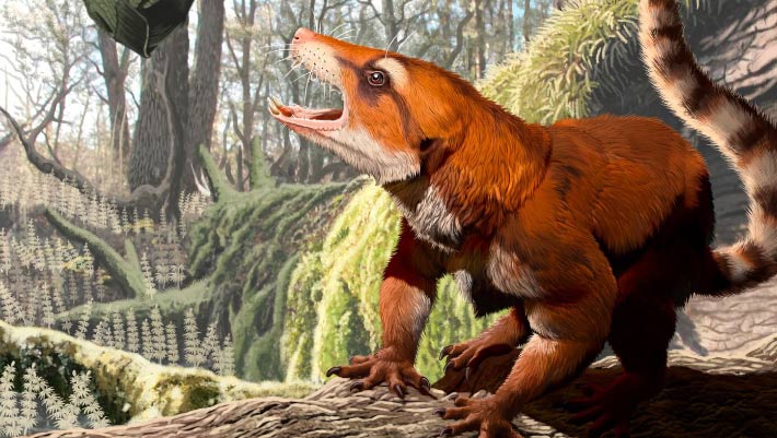 Paleontologists Discover Fossil of Early Mammal Relative in Utah ...
